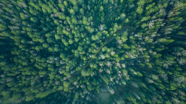 Forest from sky Stock Photos, Royalty Free Forest from sky Images ...