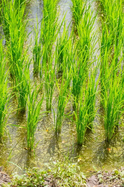 Rice line Stock Photos, Royalty Free Rice line Images | Depositphotos