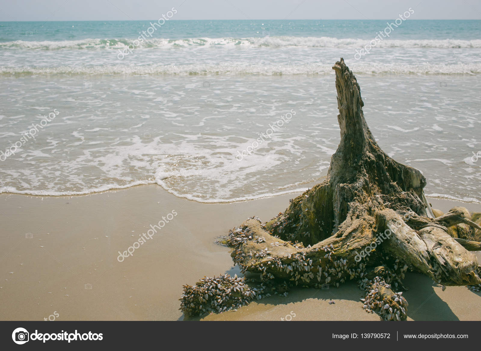 Beach with old wood, silence lonely sea beach, seaside, alone seashore ...