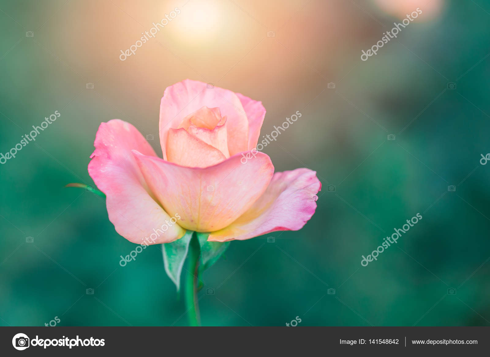 Morning pink rose flower, closeup beautiful softly gentle and romantic ...