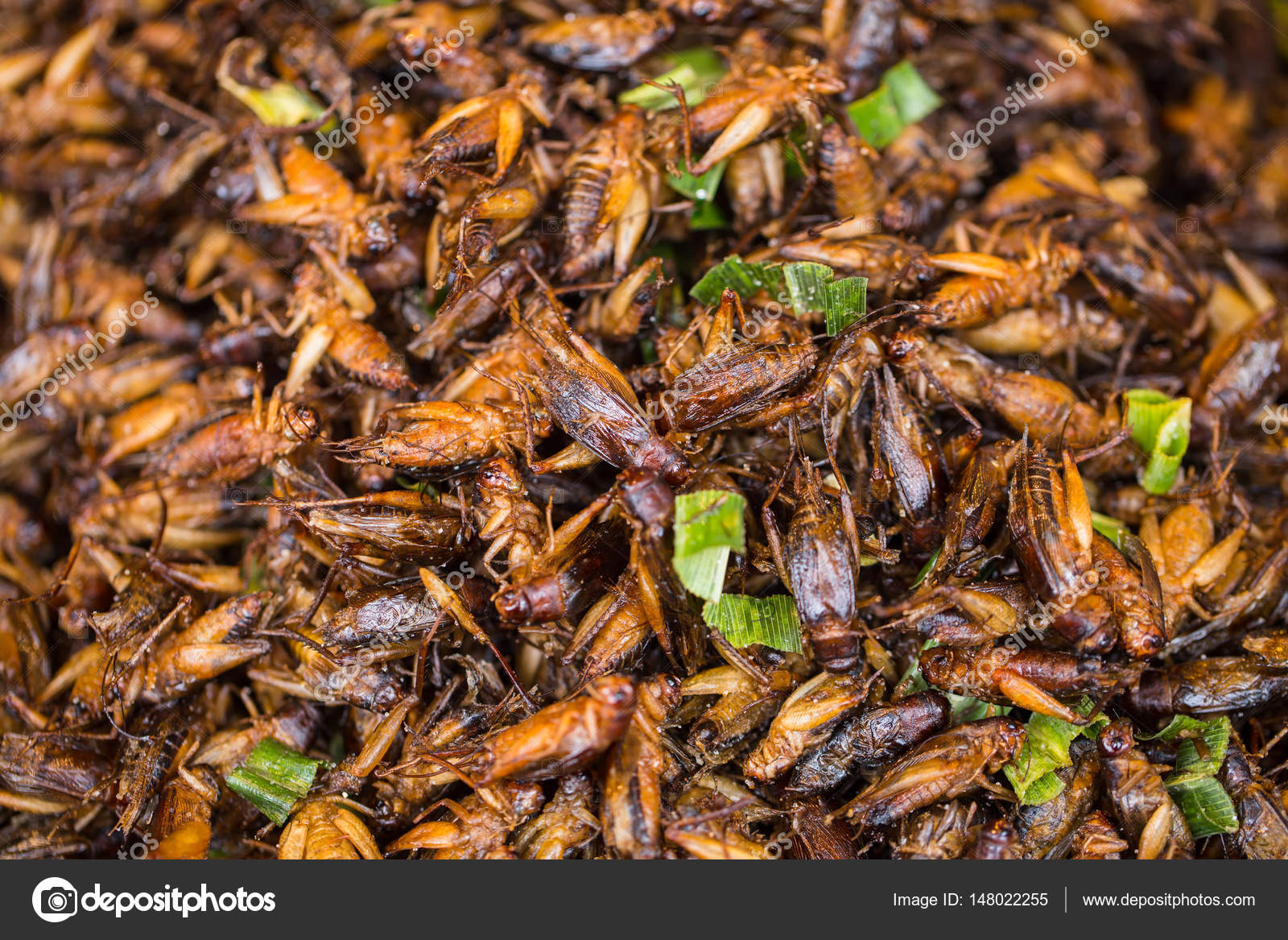 Cricket Bug fried Asian Insect Snack food, High Protein from nature ...