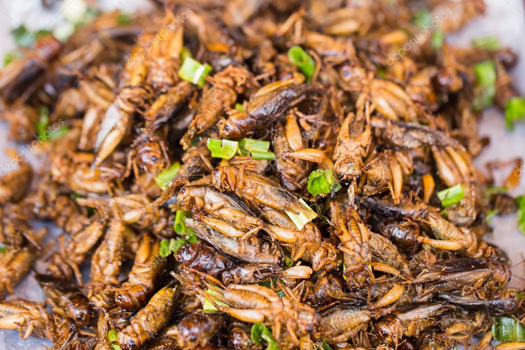 Insect Dishes From Around The World at Stan Denham blog
