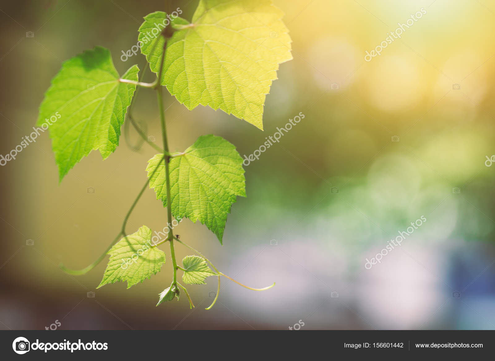 Science of ecology greenery concept. Closeup green vine leaf texture ...