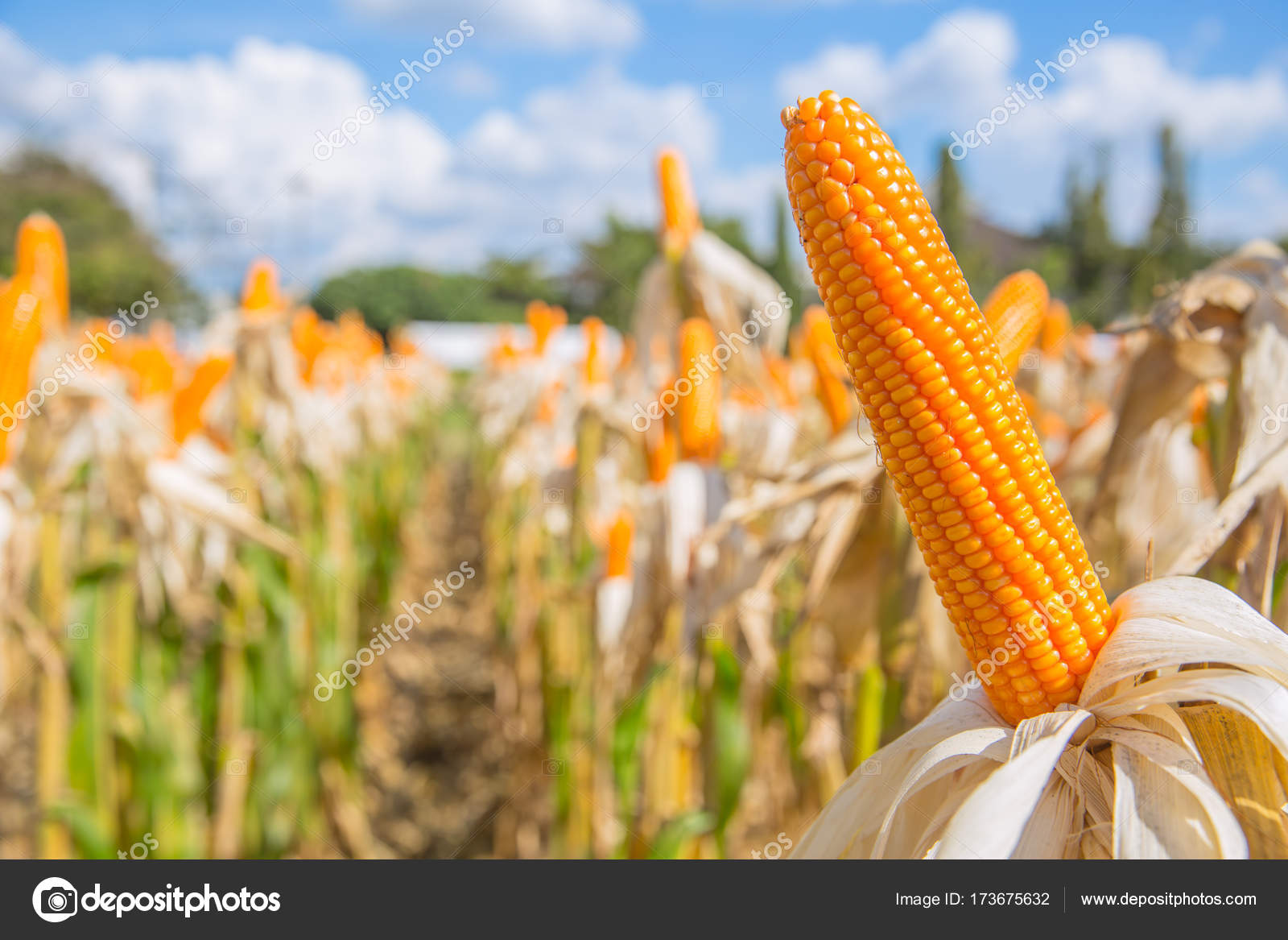 Agriculture Corn