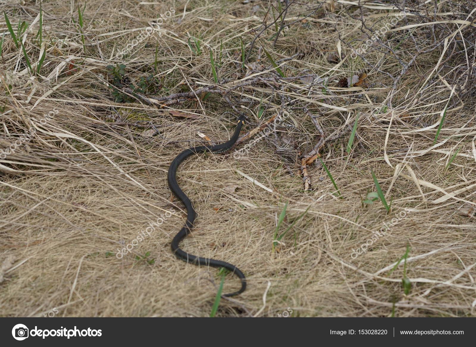 Harmless snakes in the woods, closeup forest snake ⬇ Stock Photo, Image ...