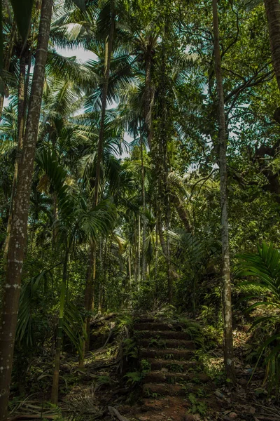 Jungle in tropical spice plantation, Goa, India — Stock Photo ...
