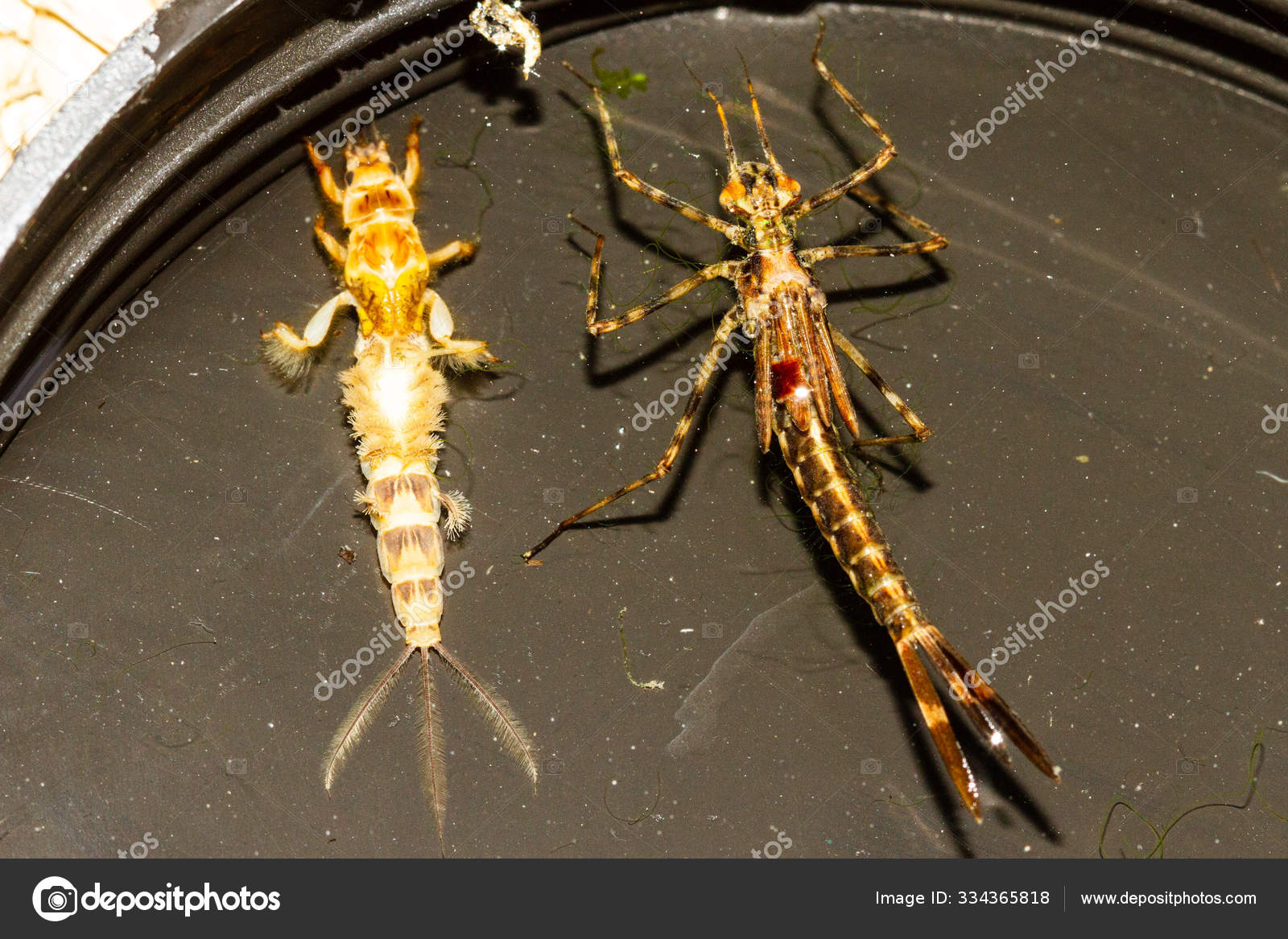Ephemera Danica Ephemeroptera Ephemeridae Calopteryx Odonata ...