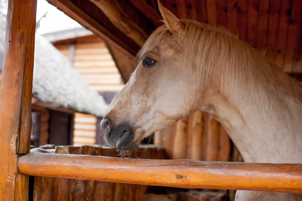 Cute Horse standing in wooden stable. Animal standing in stable at ...