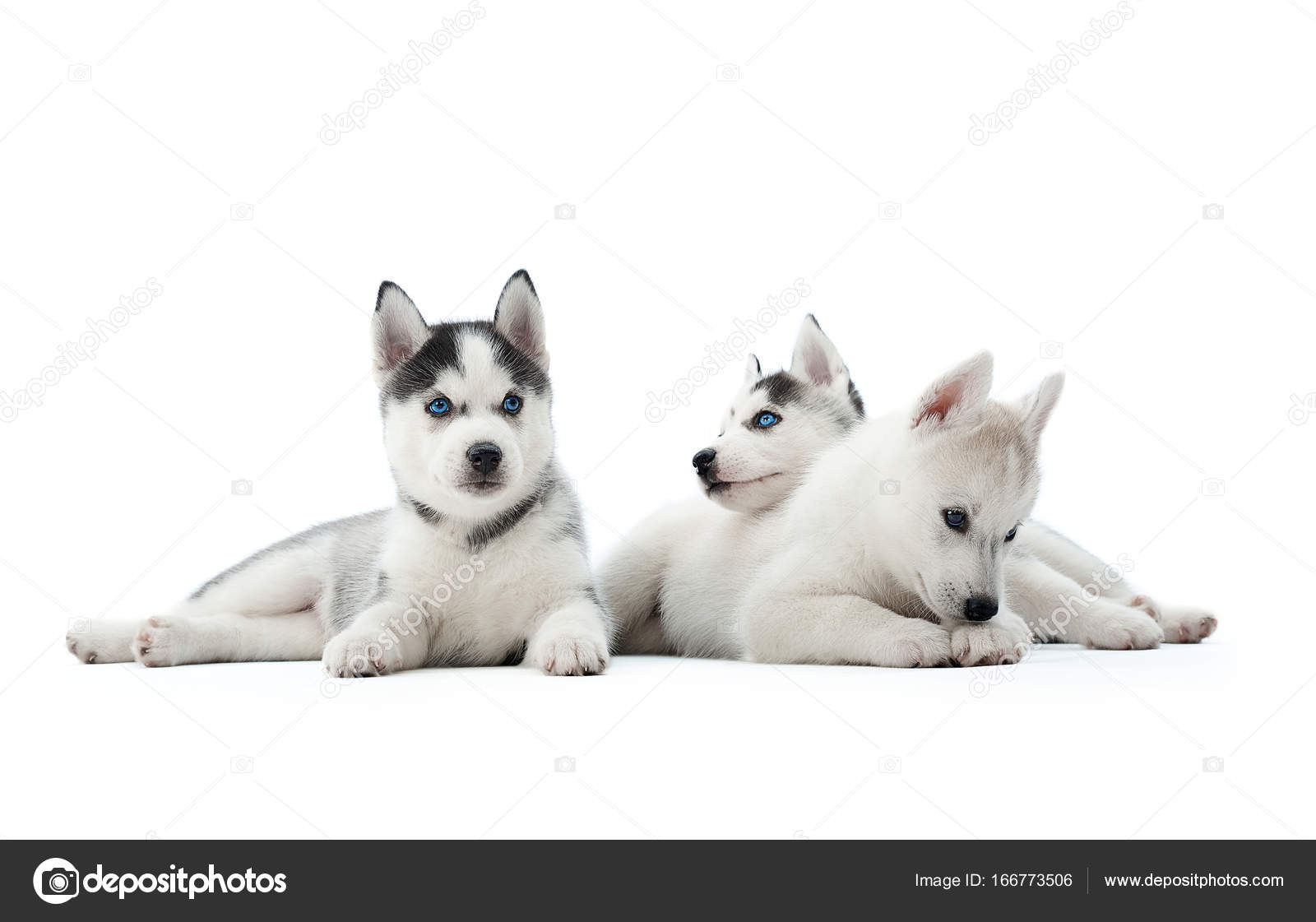 Three siberian husky puppies sitting at studio. Stock Photo by ©serhii ...