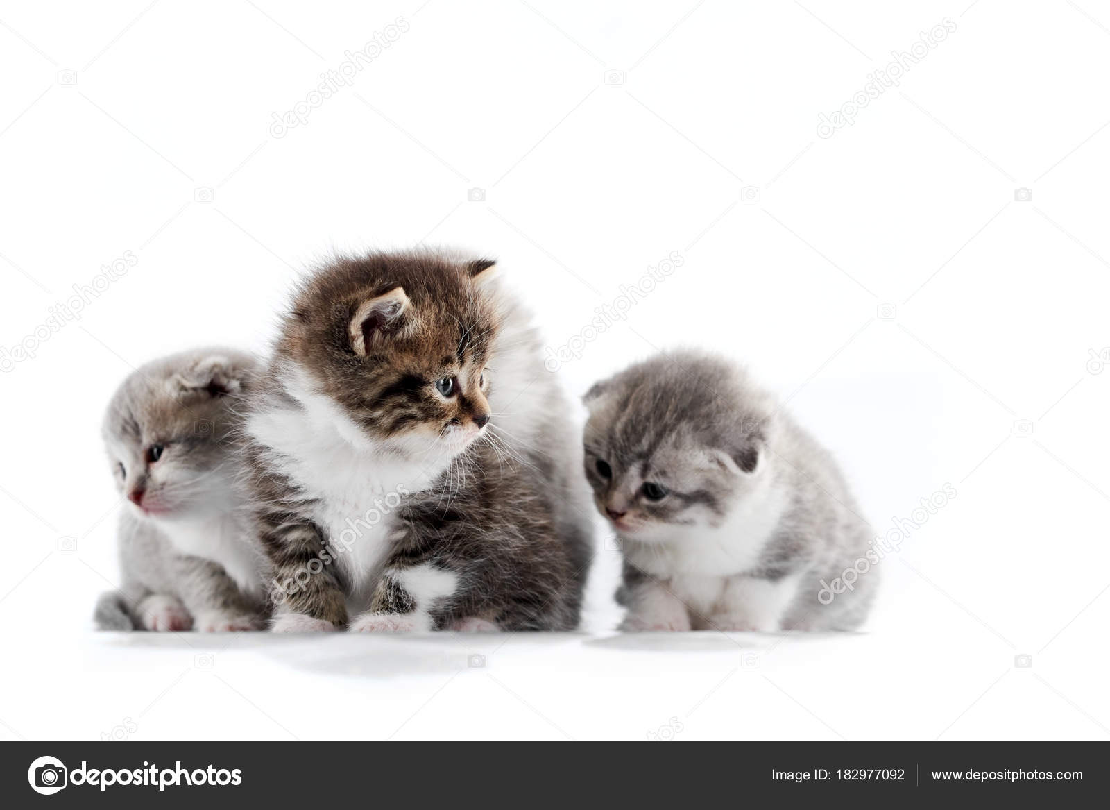 Grey and brown adorable fluffy kittens playing together and exploring ...