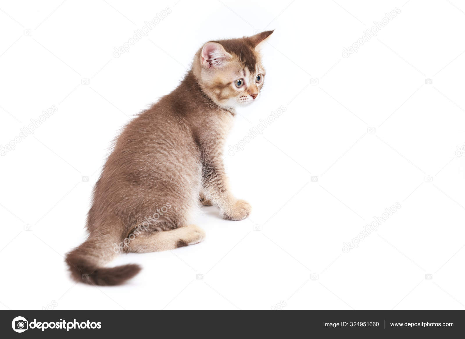 Cat Sitting Down Back View