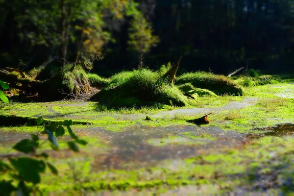 Swamp forest Stock Photos, Royalty Free Swamp forest Images | Depositphotos