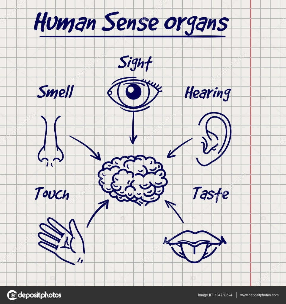 Synopsis of human sense organs sketch Stock Vector by ©vectortatu 134730524