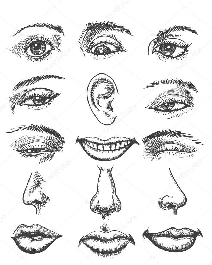 Partes Do Rosto Para Imprimir