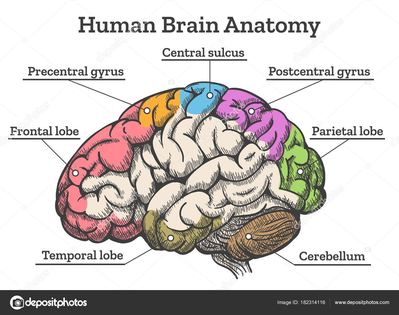Labeled Brain Anatomy Diagram