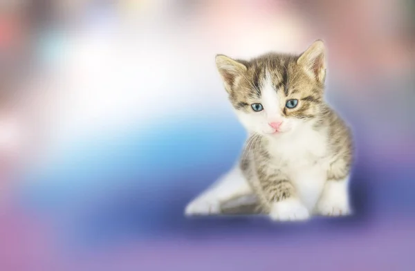 Kitten clear background Stock Photos, Royalty Free Kitten clear ...