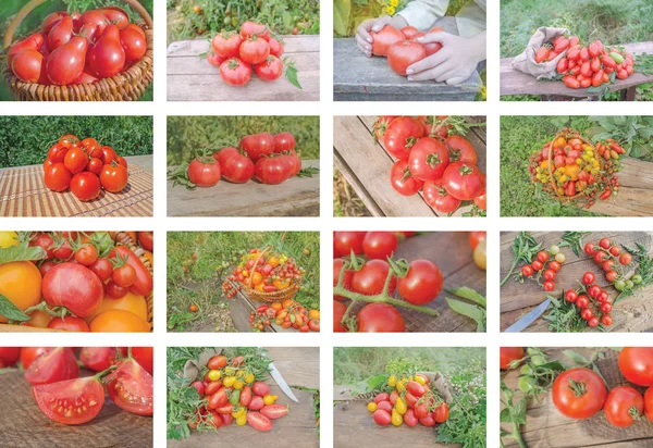Tri des tomates Stock Photos, Royalty Free Tri des tomates Images ...