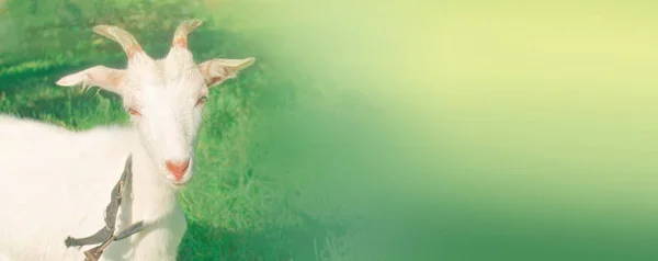 Goat farm banner Stock Photos, Royalty Free Goat farm banner Images ...