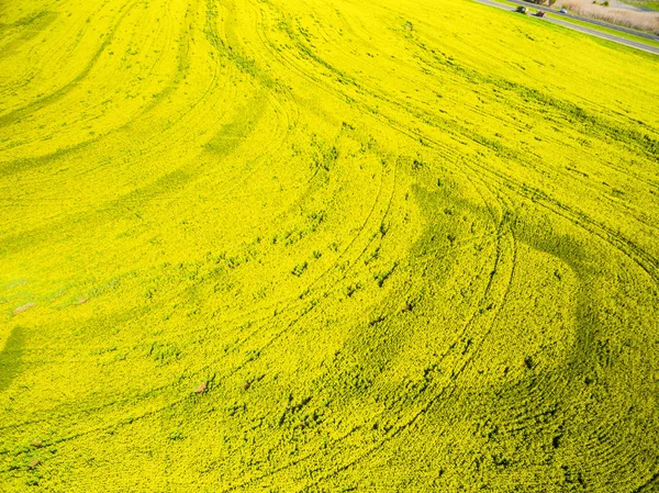 Aerial view of a rapeseed field in the ruhr region of germany ...
