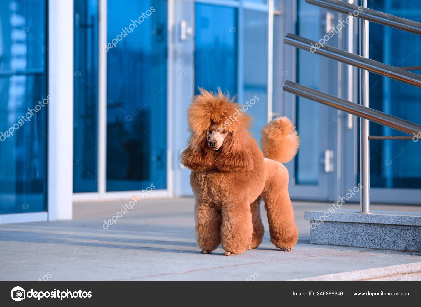 Cute Standard Poodle Puppies