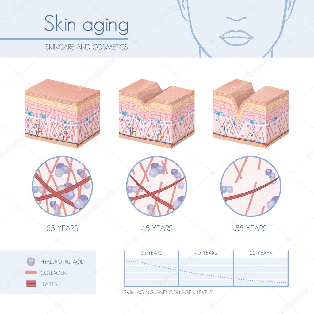 Skin Aging Stages Diagrams Stock Vector By ©elenabs 128205480