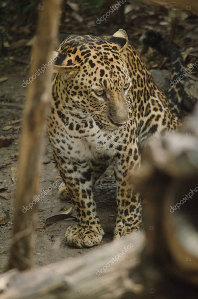 uno de los cinco grandes felinos del género Panthera. Es miembro de la ...