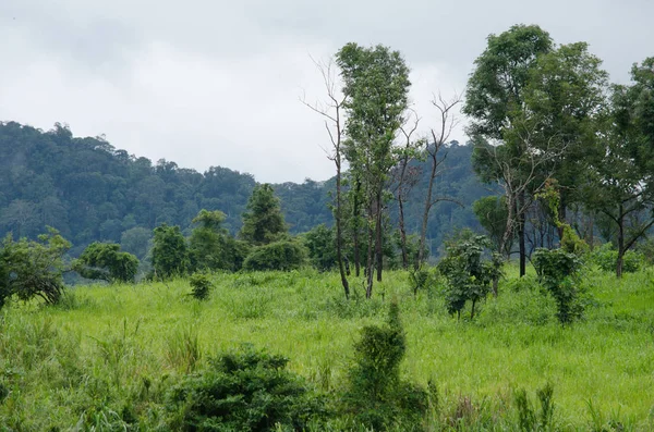 Rwanda rainforest Stock Photos, Royalty Free Rwanda rainforest Images ...