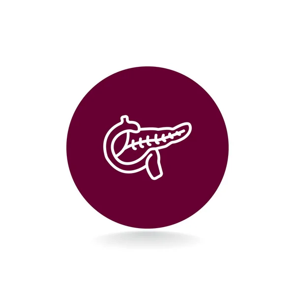 Human Pancreas Images - Search Images on Everypixel