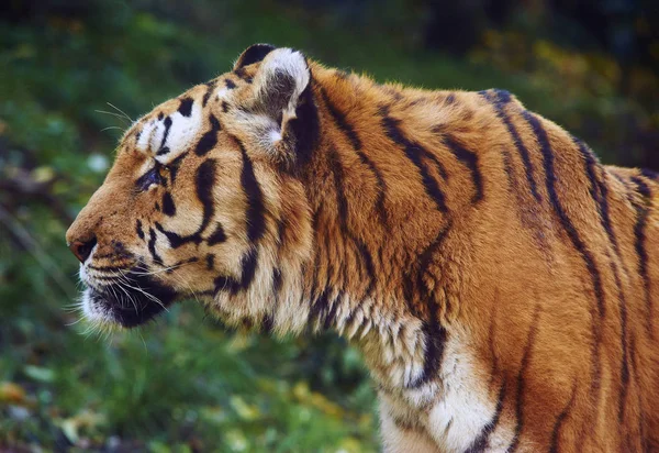 Tigresa Stock Photos, Royalty Free Tigresa Images | Depositphotos