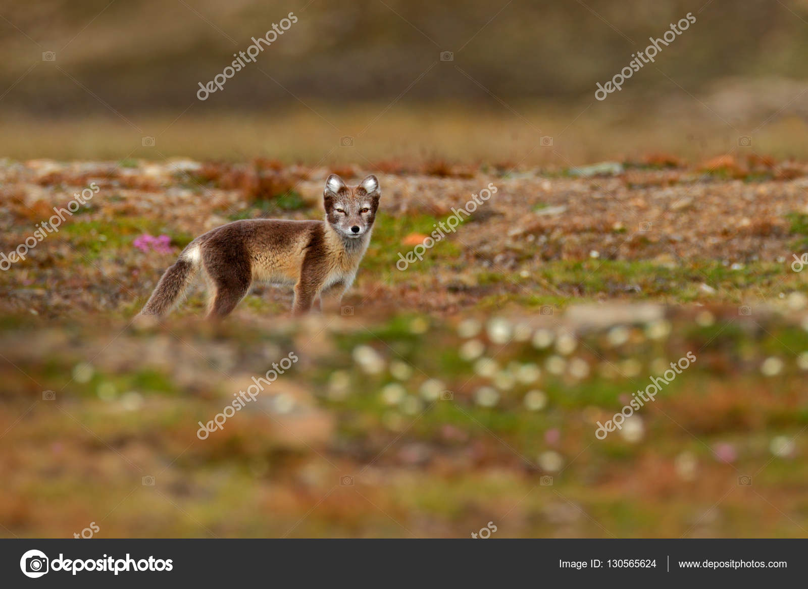 Fox in spring nature Stock Photo by ©OndrejProsicky 130565624