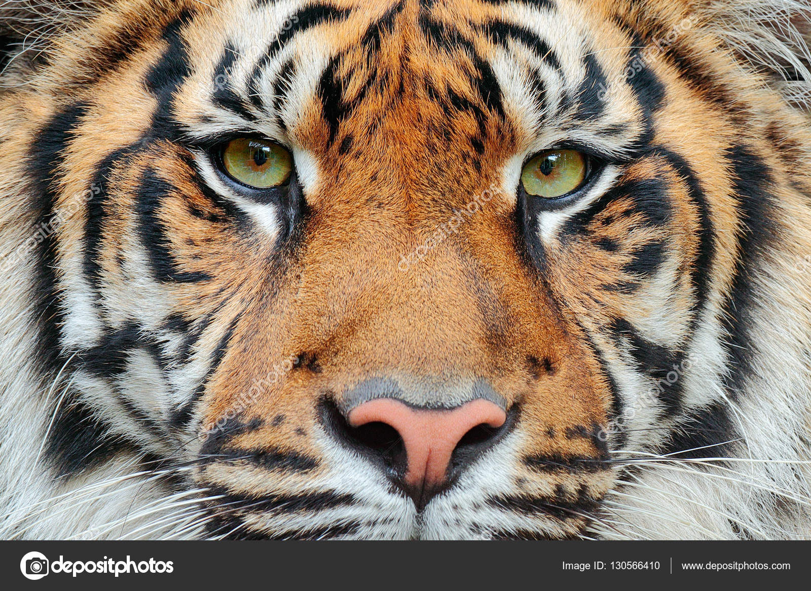 Images Of Tigers Face