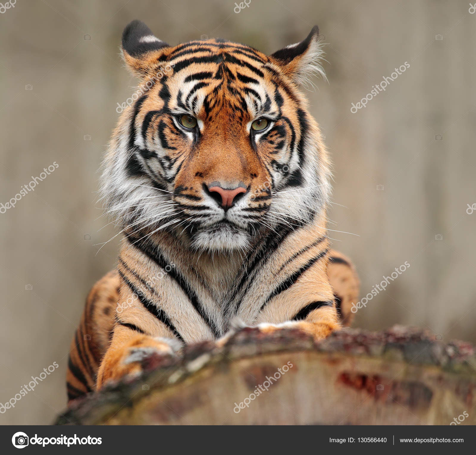 Wild cat tiger Stock Photo by ©OndrejProsicky 130566440
