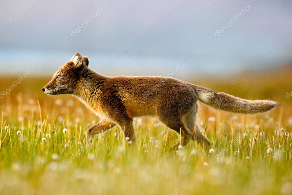 Fox in spring nature — Stock Photo © OndrejProsicky #130565652