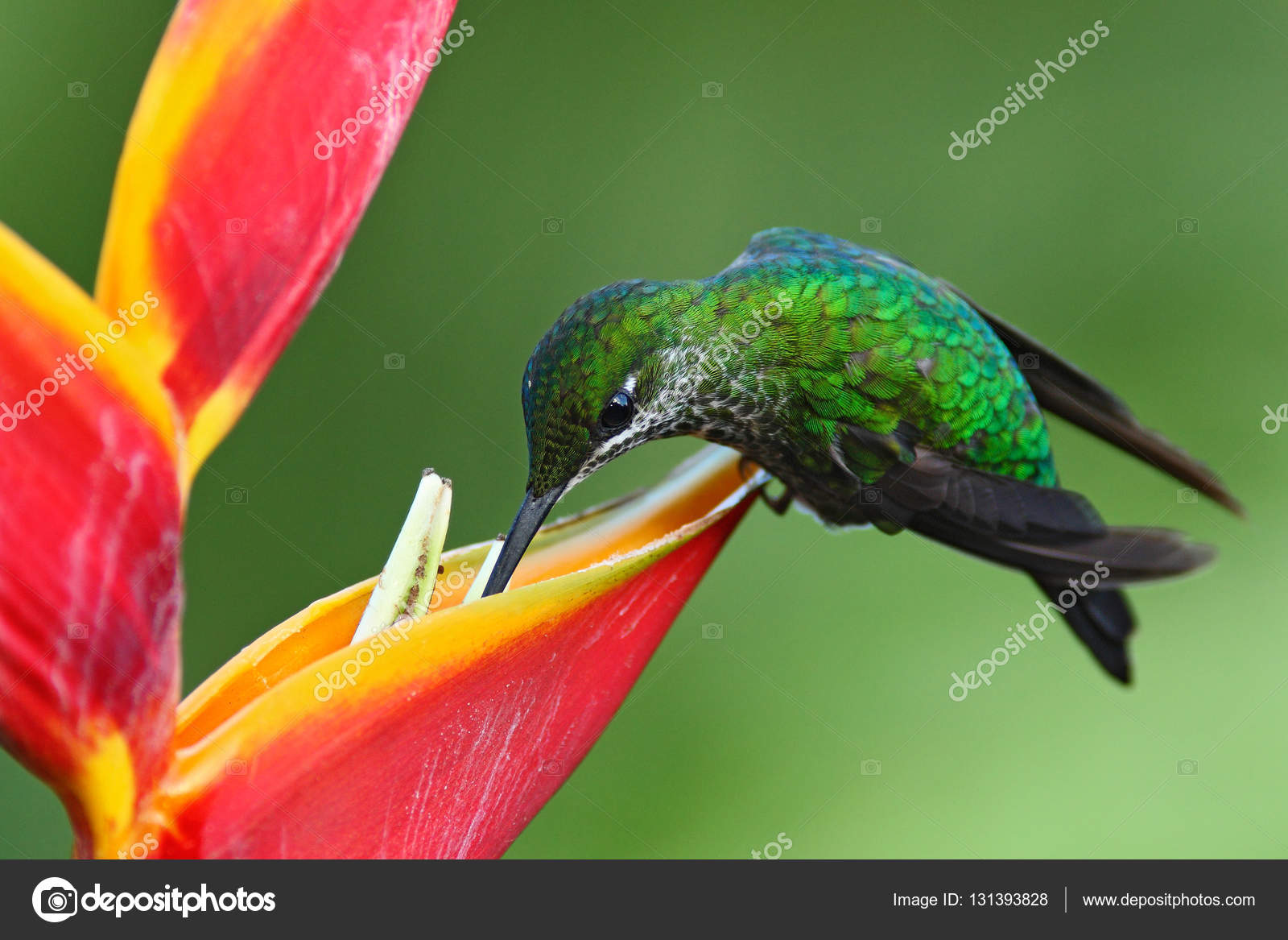 Colibrí néctar de alimentación — Foto de stock © OndrejProsicky #131393828