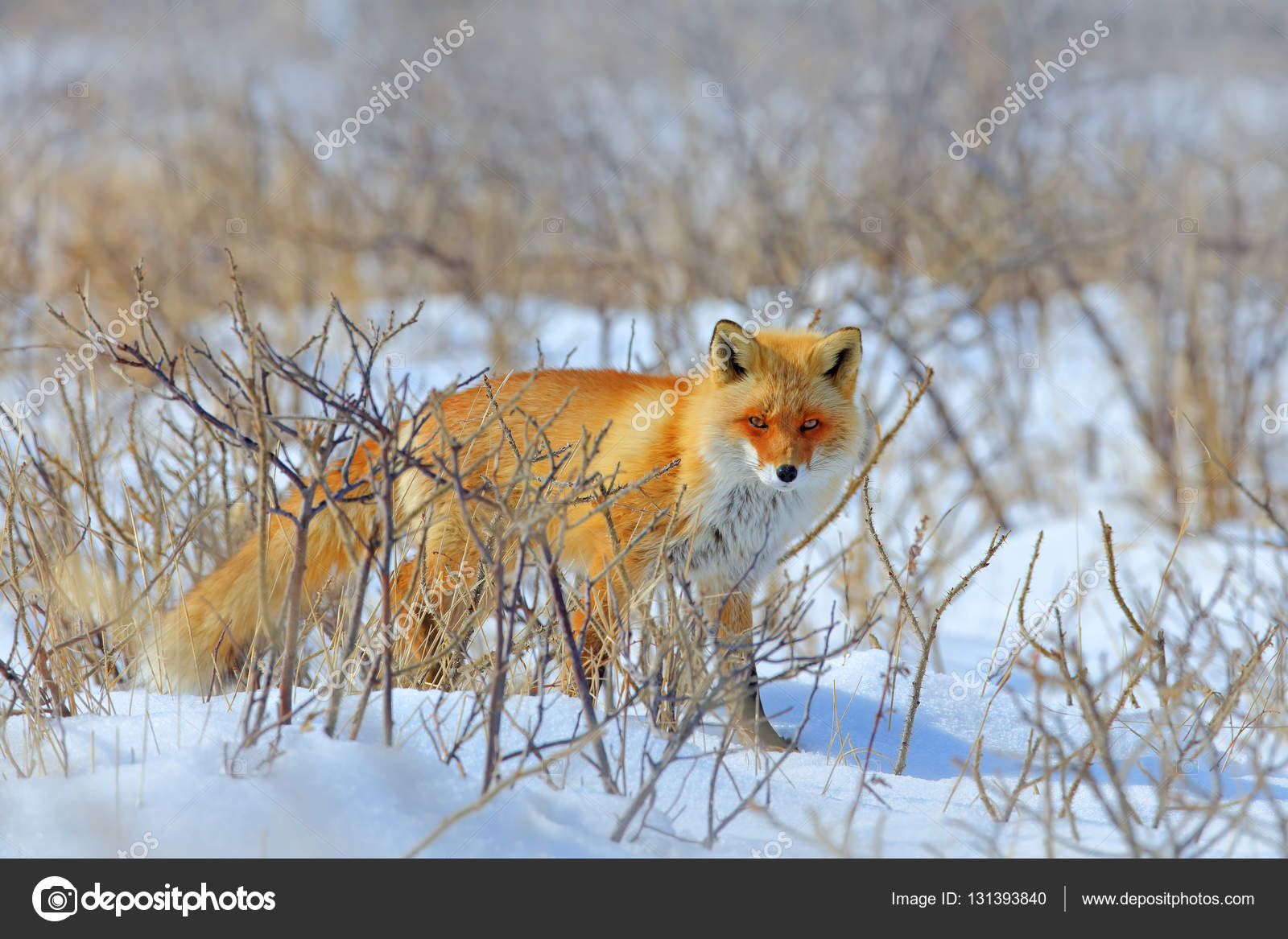 Red Fox in nature — Stock Photo © OndrejProsicky #131393840