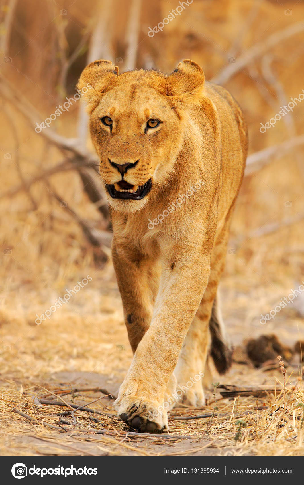 Beautiful Lion in nature — Stock Photo © OndrejProsicky #131395934