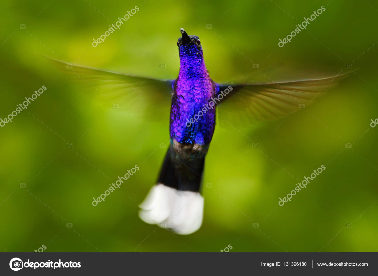 Flying hummingbird in nature — Stock Photo © OndrejProsicky #131396180