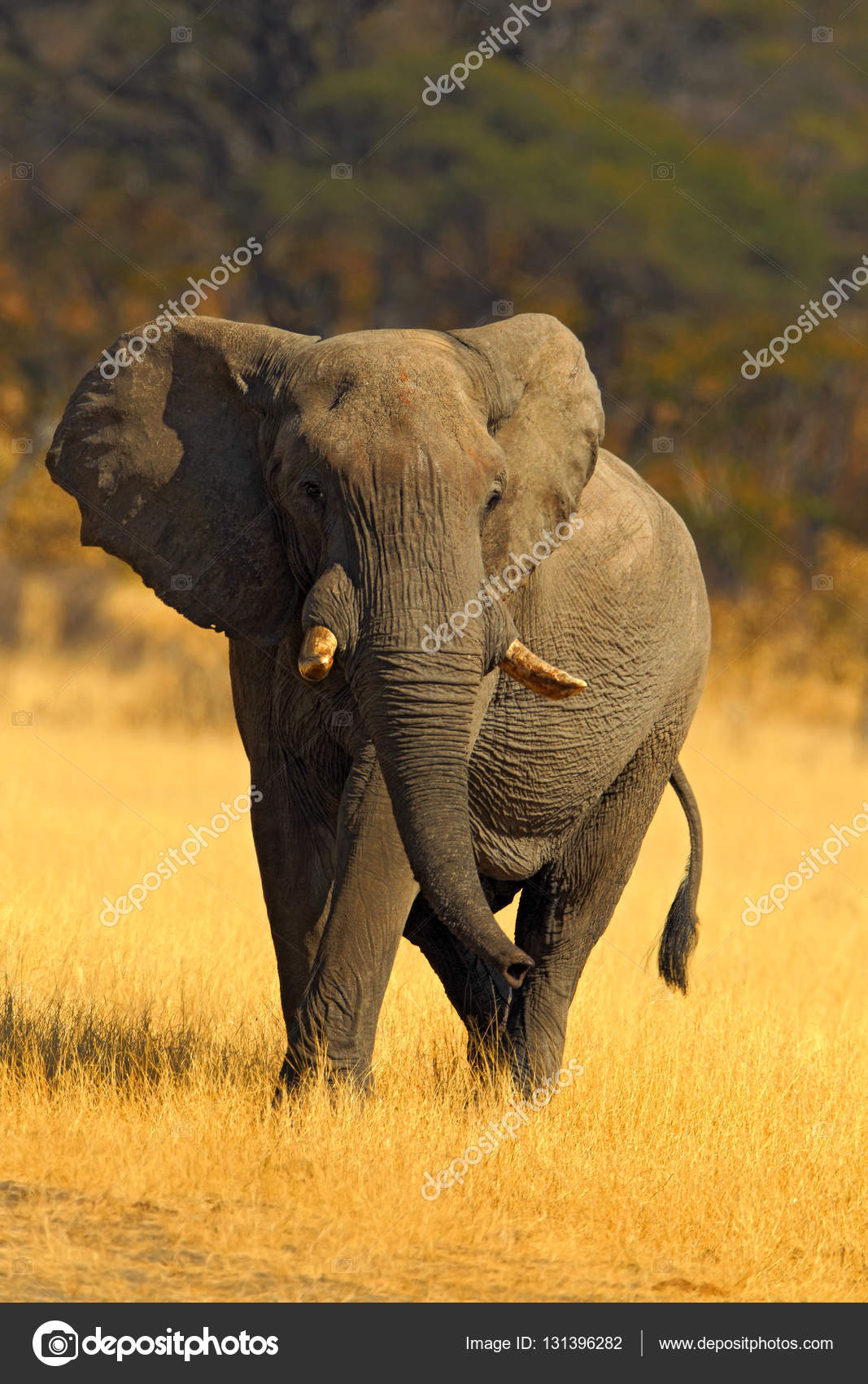 Big African Elephan Stock Photo by ©OndrejProsicky 131396282