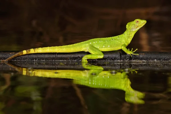 Green Basilisk Lizard Running On Water Hd