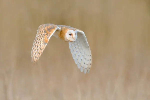 Barn owl flying Stock Photos, Royalty Free Barn owl flying Images | Depositphotos