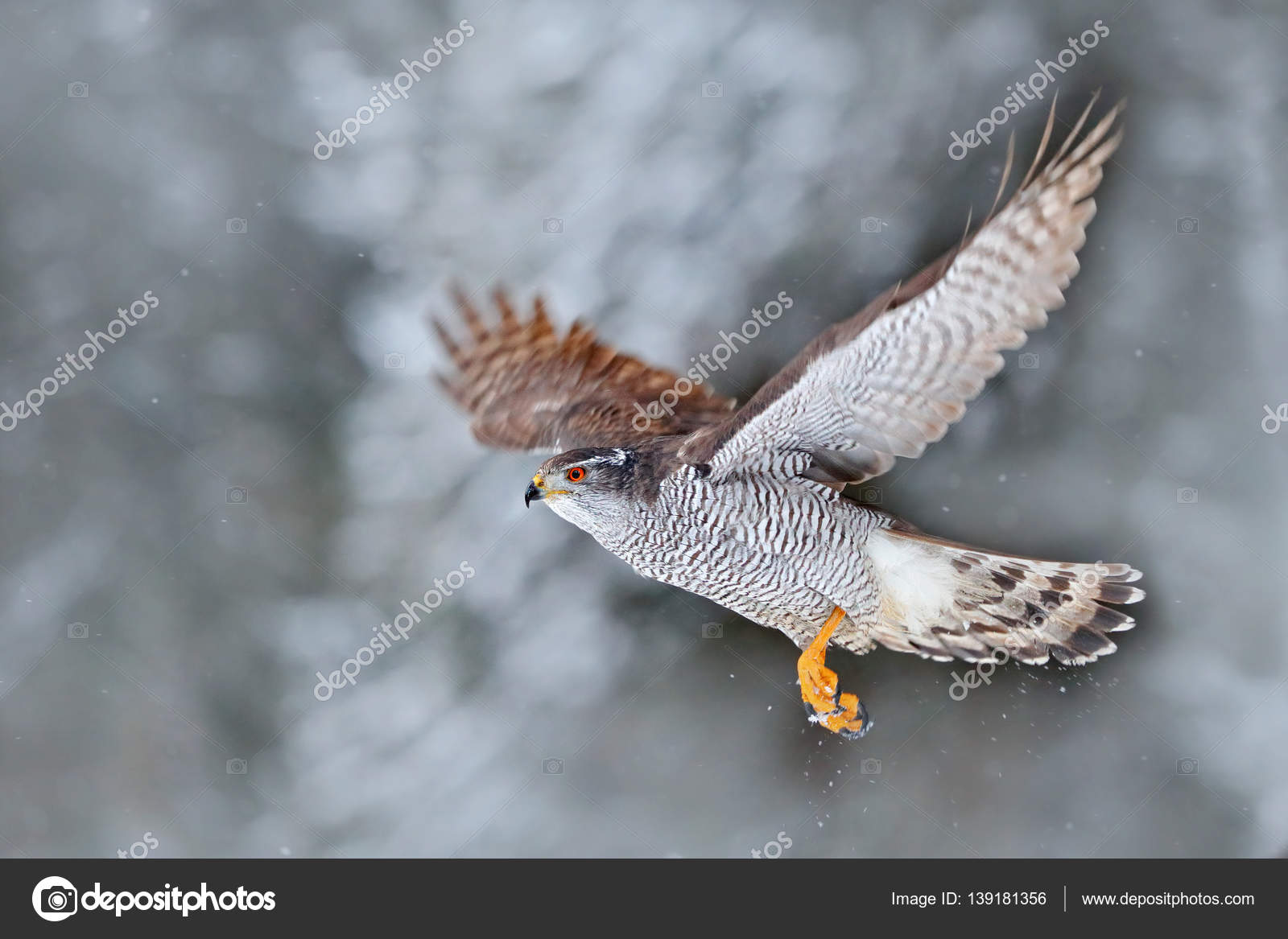 Northern Goshawk