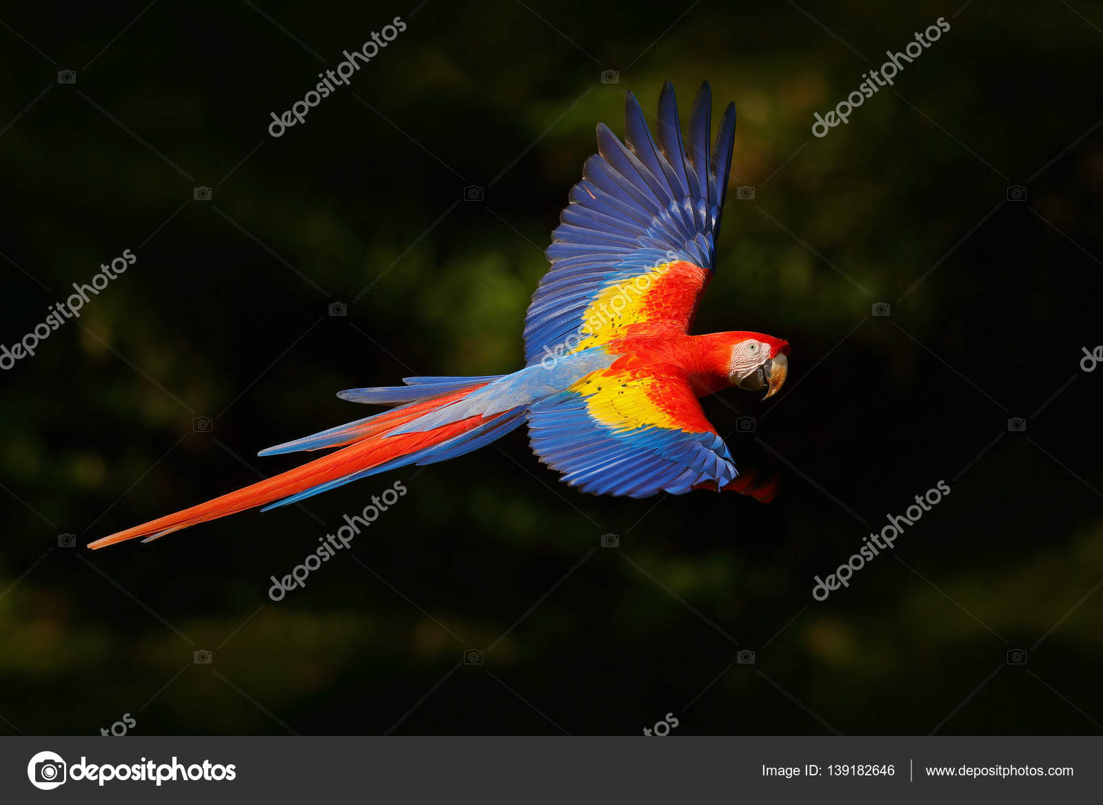 Red Macaw Flying