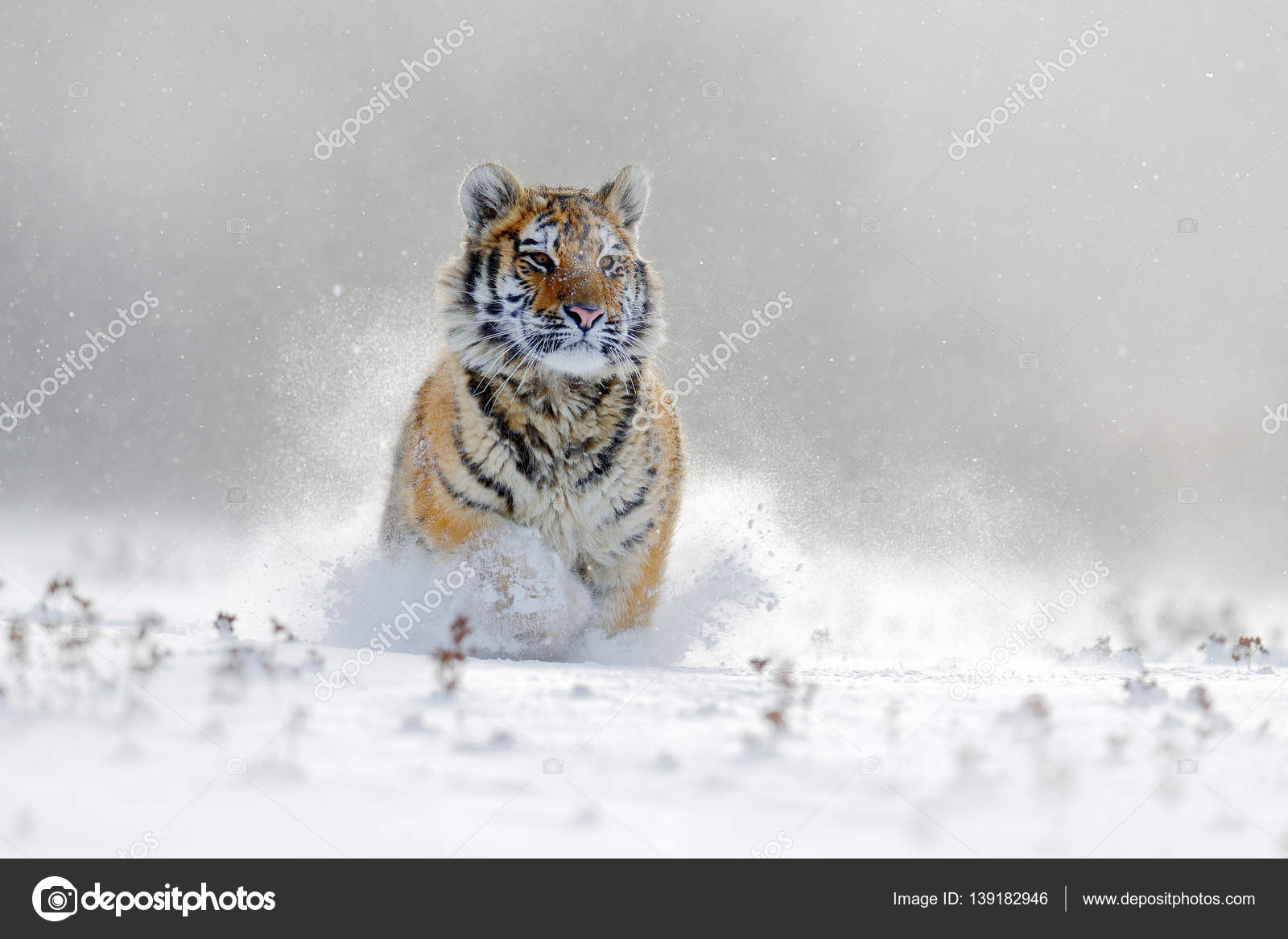 Amur tiger running in snow — Stock Photo © OndrejProsicky #139182946
