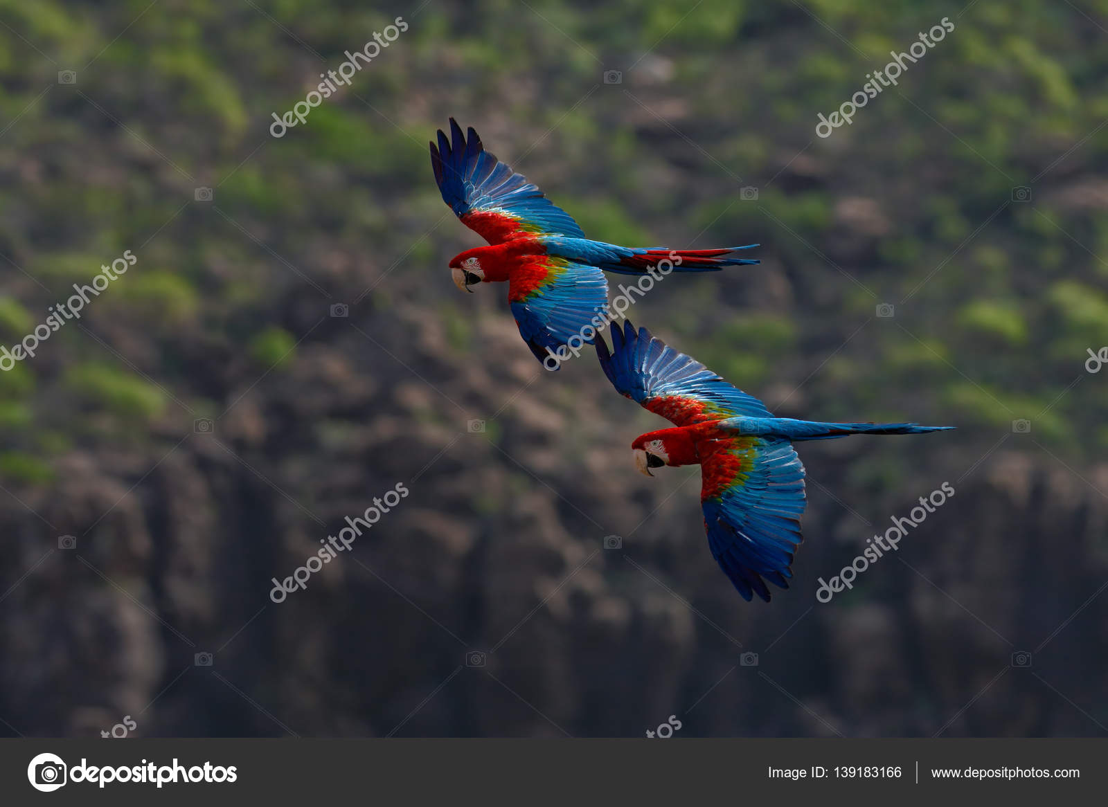 Guacamayos rojos y verdes: fotografía de stock © OndrejProsicky ...