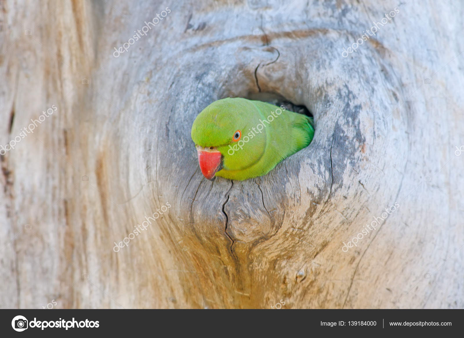 Nesting Rose-ringed Parakeet Stock Photo by ©OndrejProsicky 139184000
