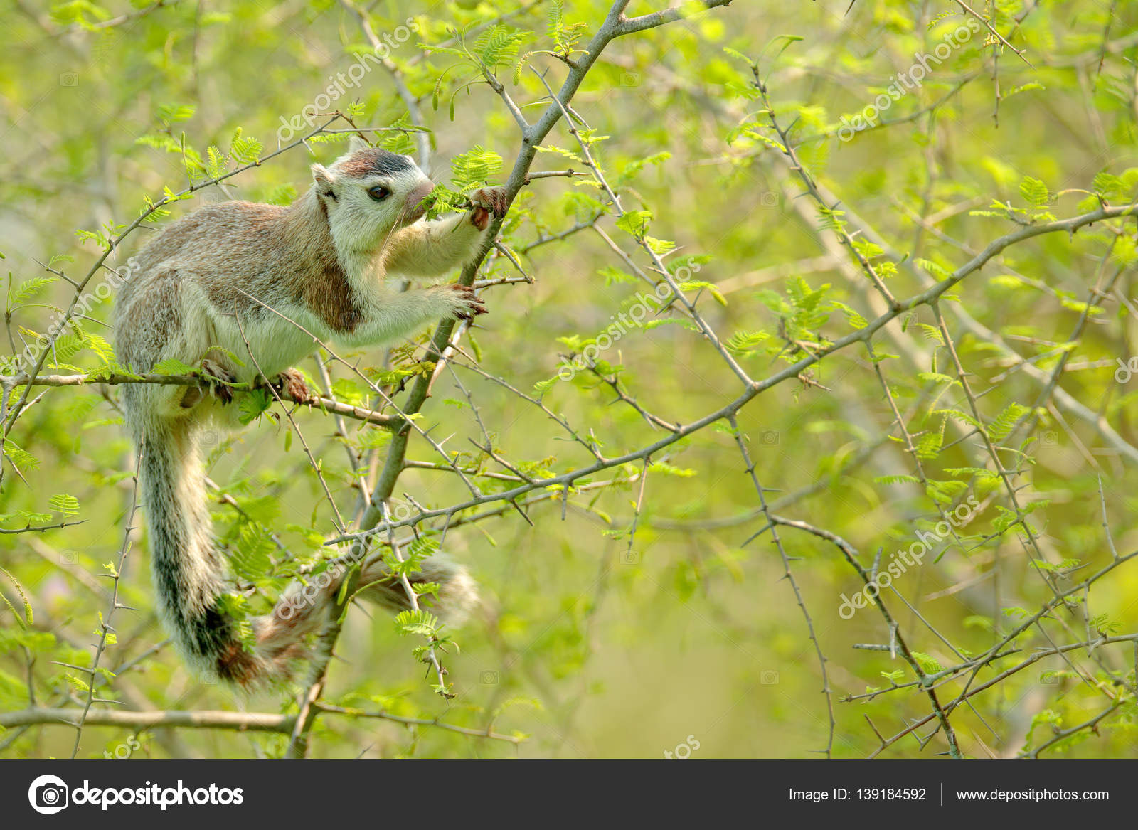Grizzled Giant Squirrel