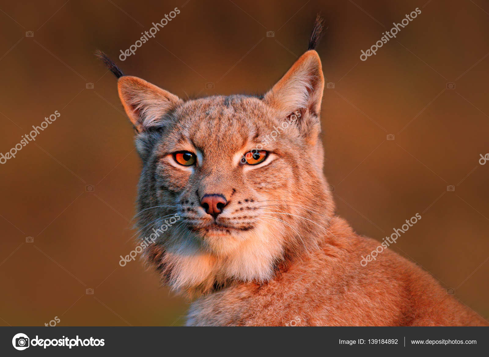 Wild Lynx in nature forest habitat Stock Photo by ©OndrejProsicky 139184892