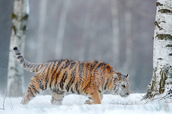 Cloe up Siberian tiger, Panthera tigris altaica, running in deep snow, young male in winter ...