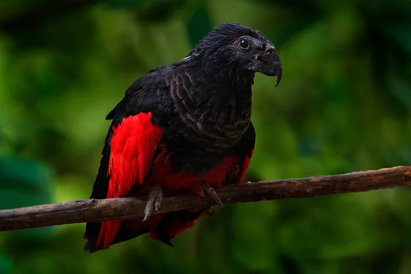 Black lory, Chalcopsitta atra, dark parrot fight from West Papua, New ...