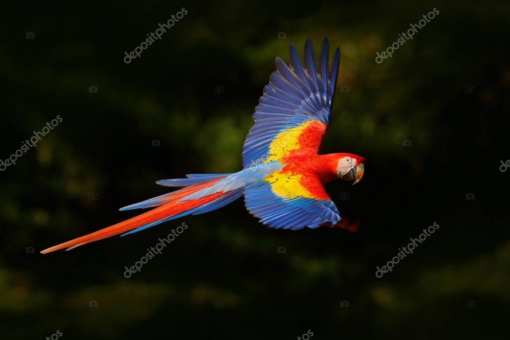 Flying scarlet macaw | Scarlet Macaw flying — Stock Photo ...